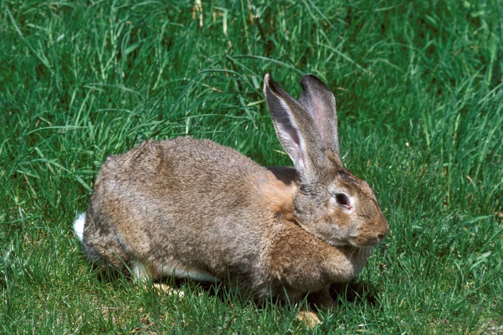 Tout connaitre du lapin géant des Flandres - clapier-lapin
