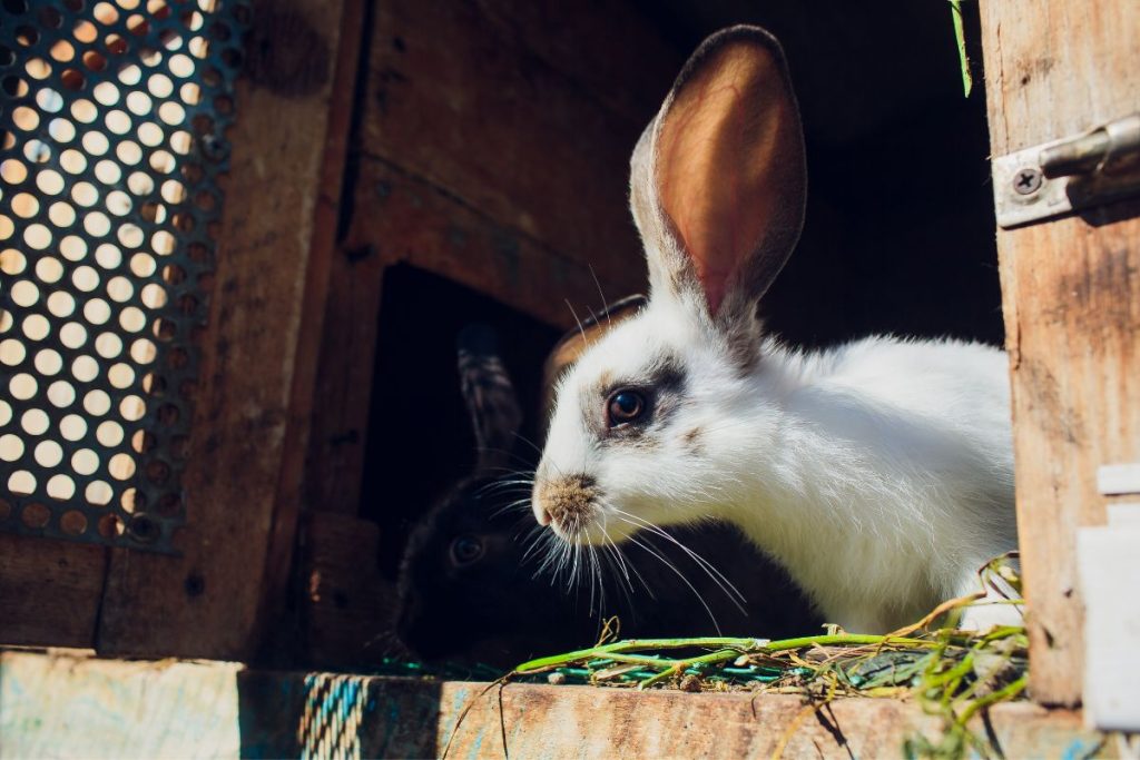 Clapier à lapin géant : comment faire le meilleur choix